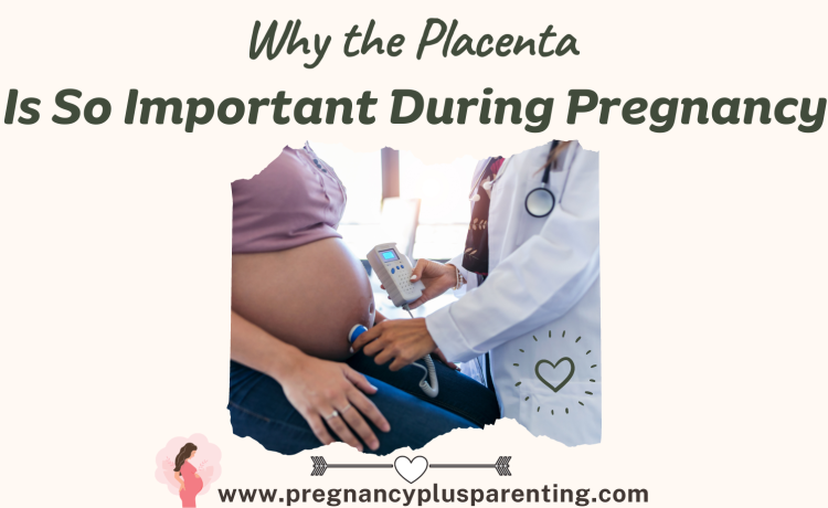 Why the Placenta is So Important During Pregnancy - Pregnancy+Parenting